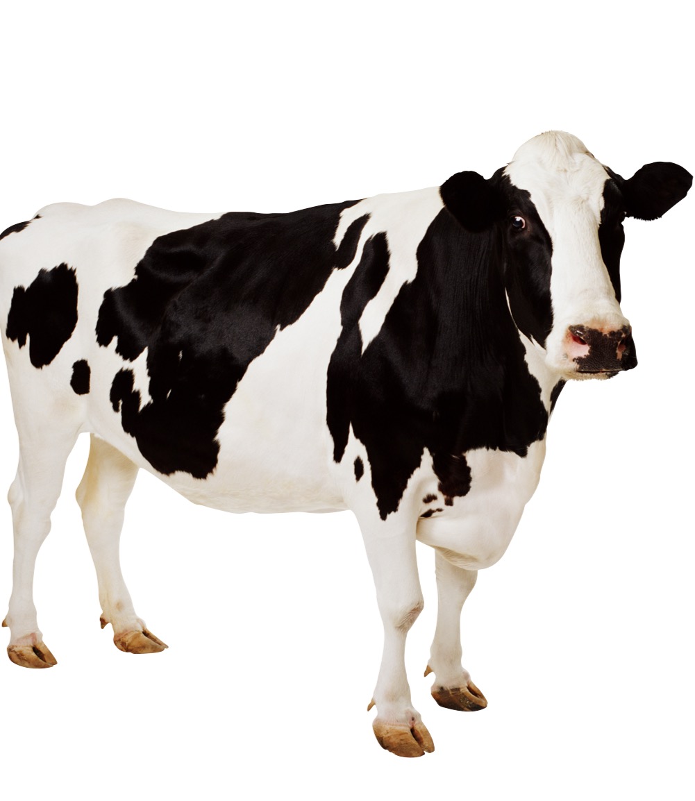 Cows Flashcards | Memorang