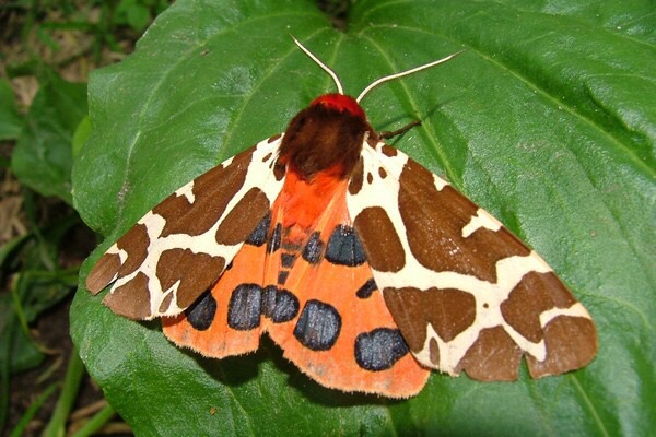 Inheemse fauna insecten deel 2 Flashcards | Memorang