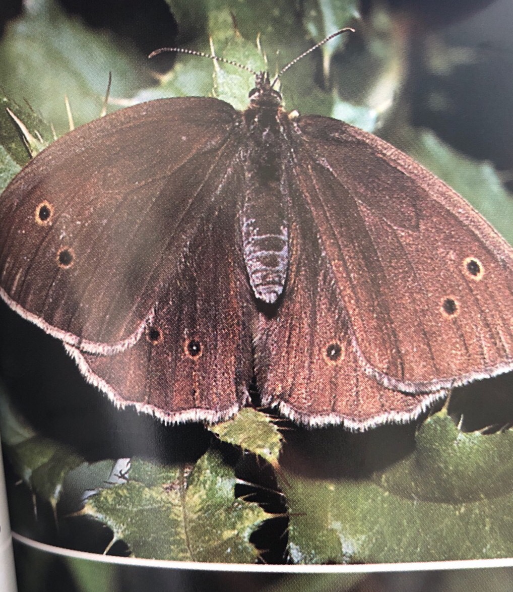 Butterflies & moths Flashcards | Memorang