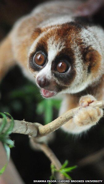 10 of the sweetest animals in the world Flashcards | Memorang