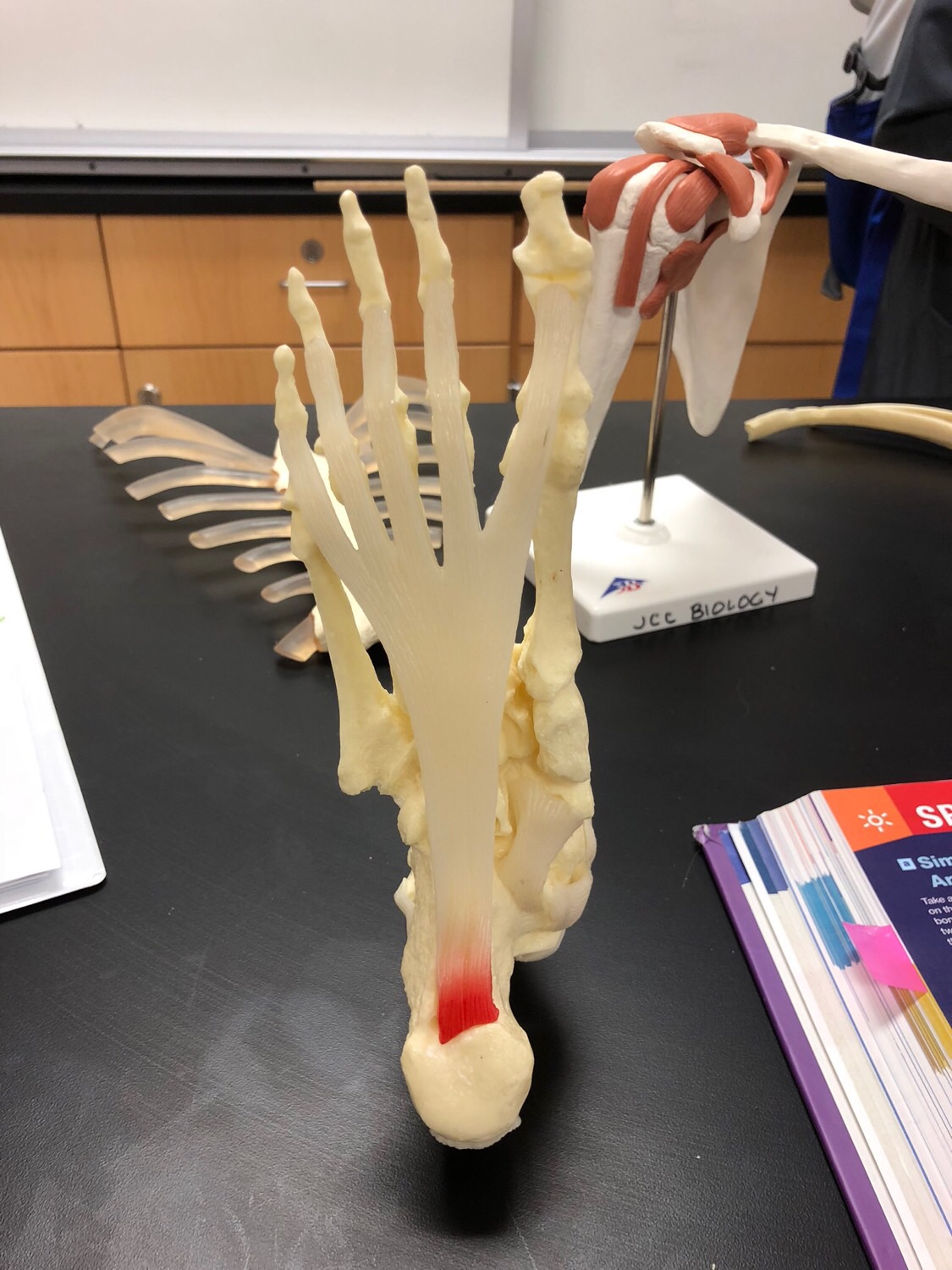 Specific anatomy-ankle Flashcards | Memorang