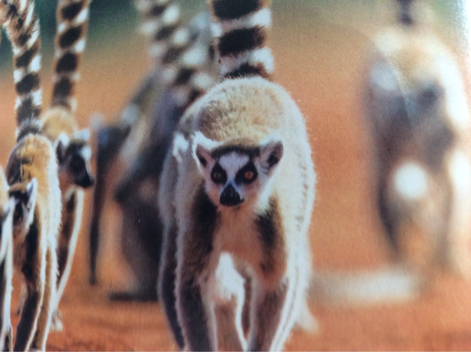 Lemurs Flashcards | Memorang