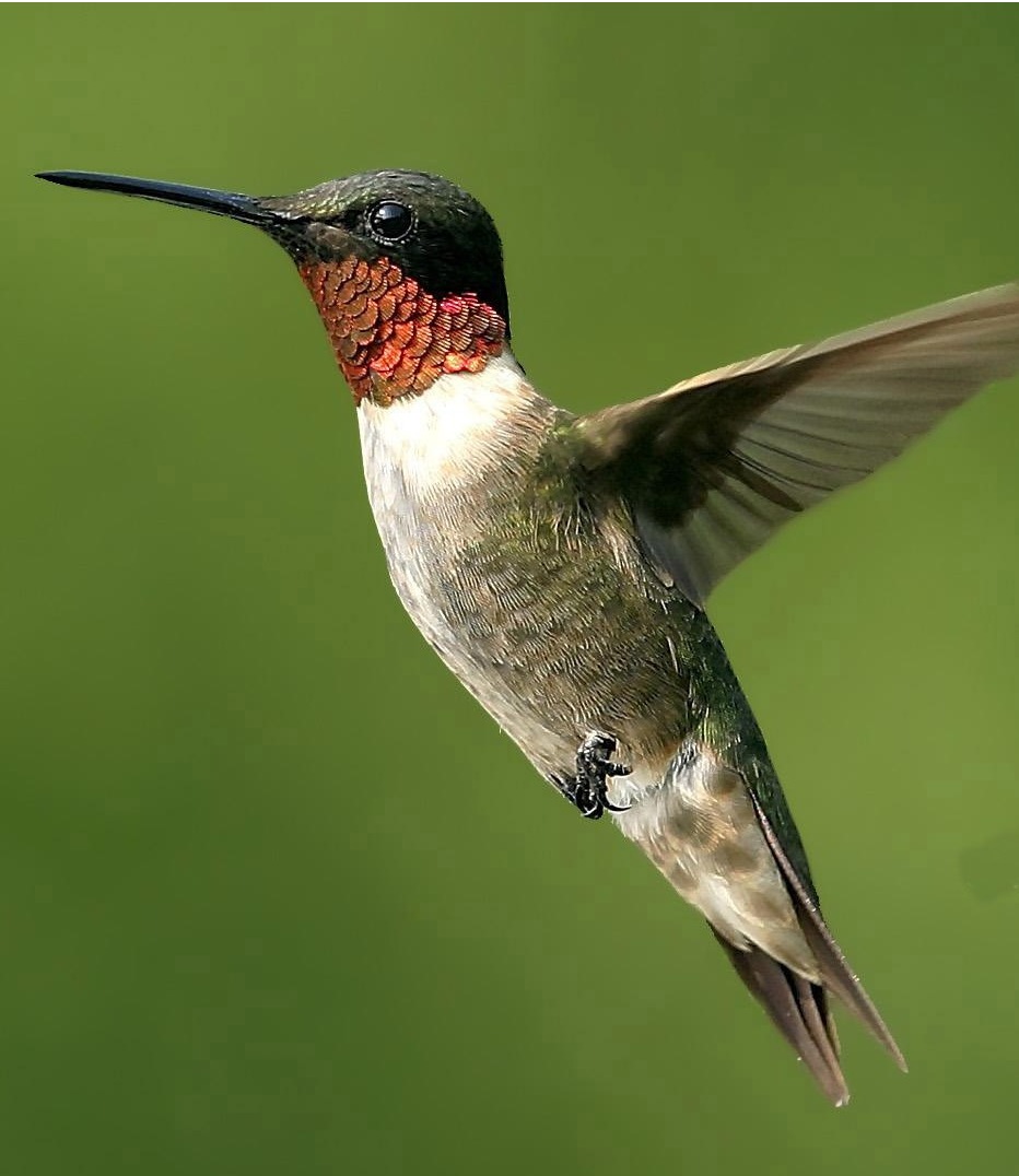 Trochilidae, Rallidae, Gruidae, + Recurvirostridae Flashcards | Memorang