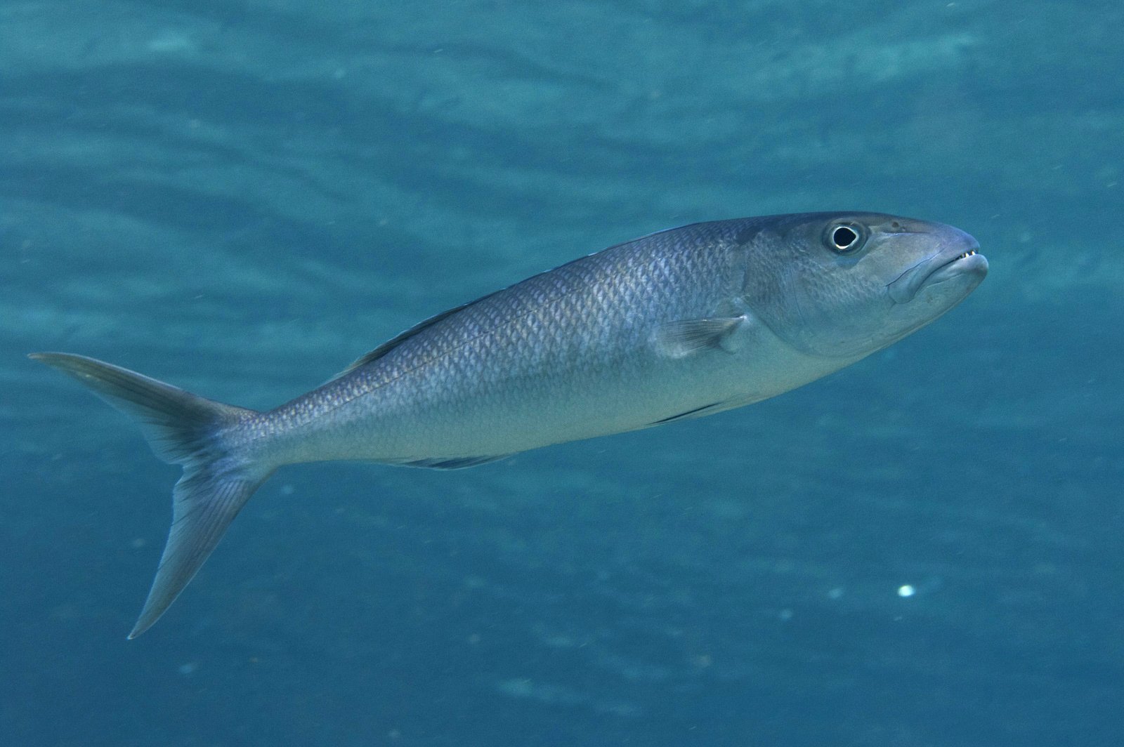 Seychelles Fish Flashcards | Memorang