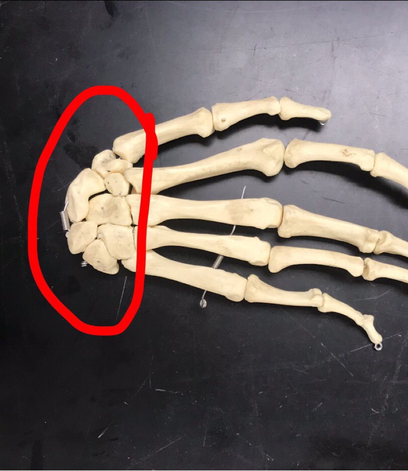Anatomy and physiology Bone classification Flashcards | Memorang