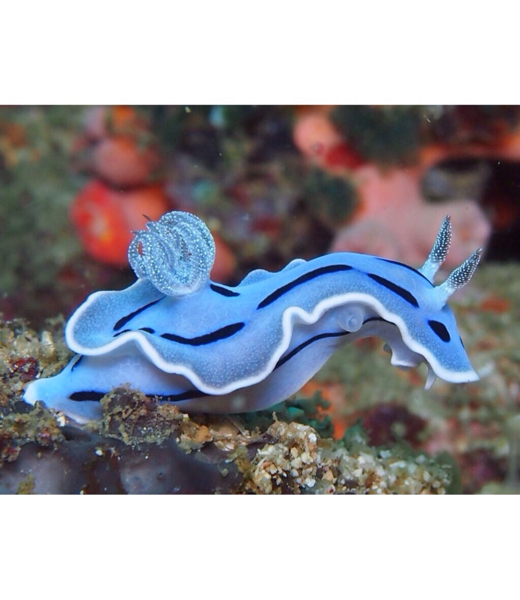 Weird Animals Flashcards | Memorang