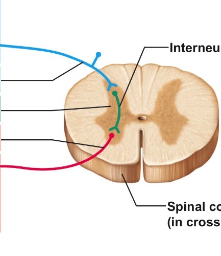 Reflexes and NS Pathology Flashcards | Memorang