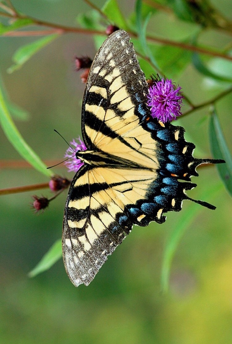 Insects/Arthropods of Minnesota Flashcards | Memorang