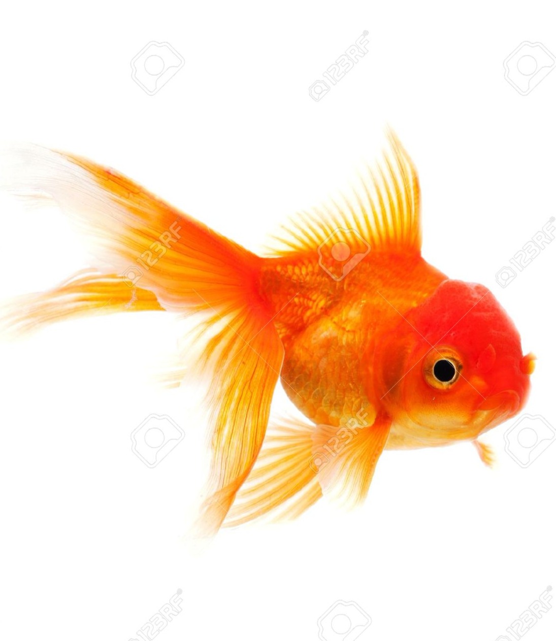 Fishes Flashcards | Memorang