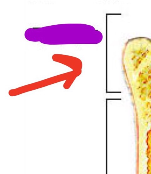 Long Bone Flashcards | Memorang
