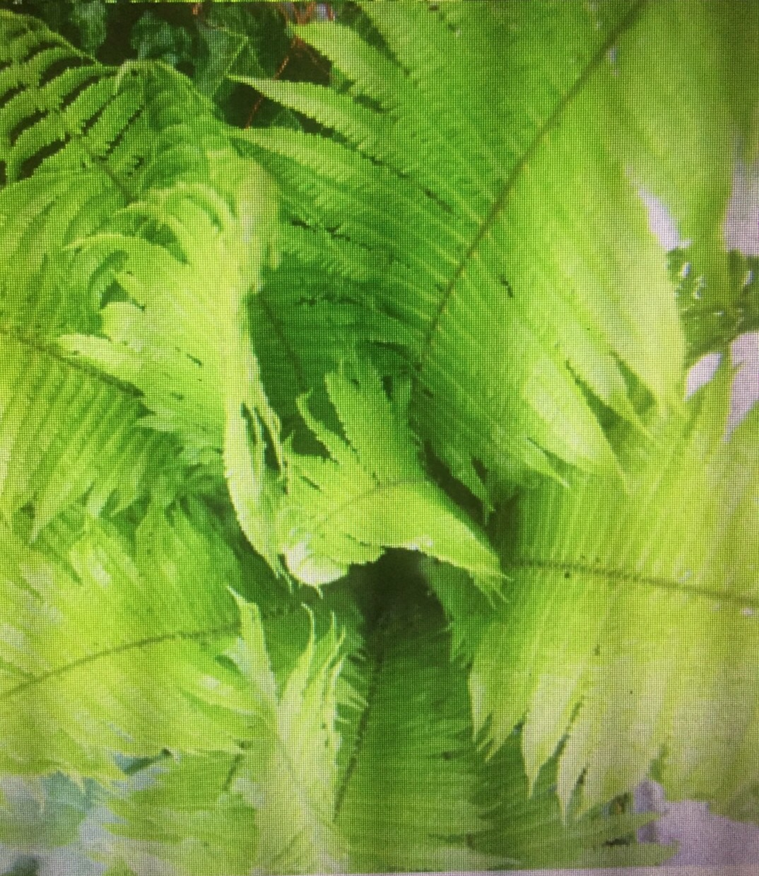 Ferns Flashcards | Memorang