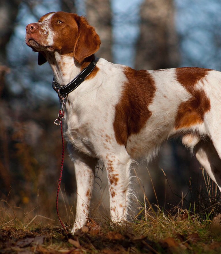 Sporting dog breeds Flashcards | Memorang