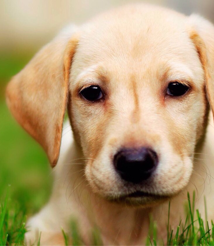 Portuguese Animals Flashcards | Memorang