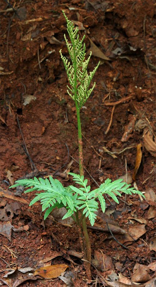 Ferns Flashcards | Memorang