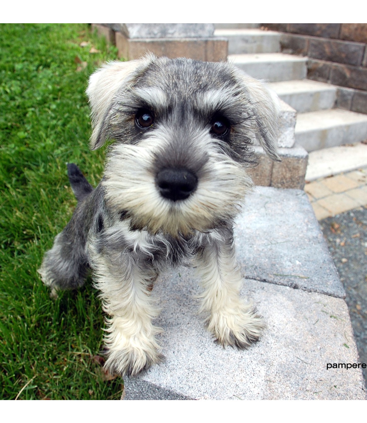 sheter Flashcards | Memorang