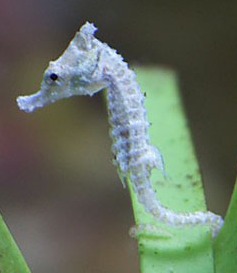 Seahorse Types! Flashcards | Memorang