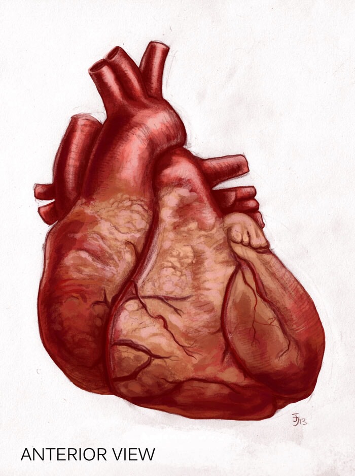 Heart Flashcards | Memorang