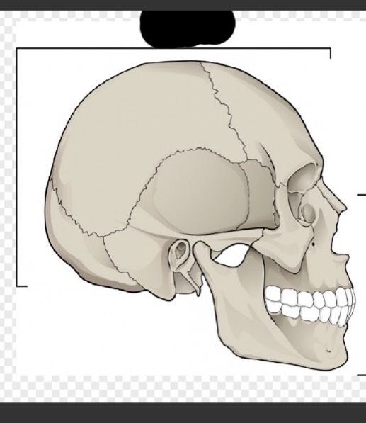 Basic skull bones Flashcards | Memorang