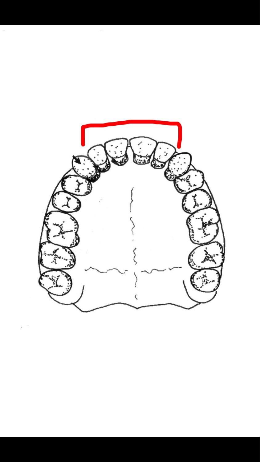 Human Tooth Dentition Flashcards | Memorang