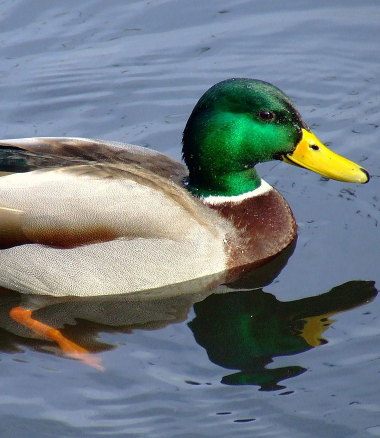 (Dutch) Animals Flashcards | Memorang