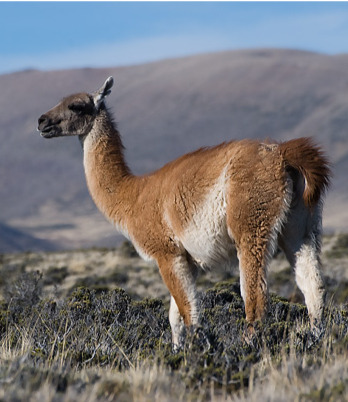 Los animales de Chile Flashcards | Memorang