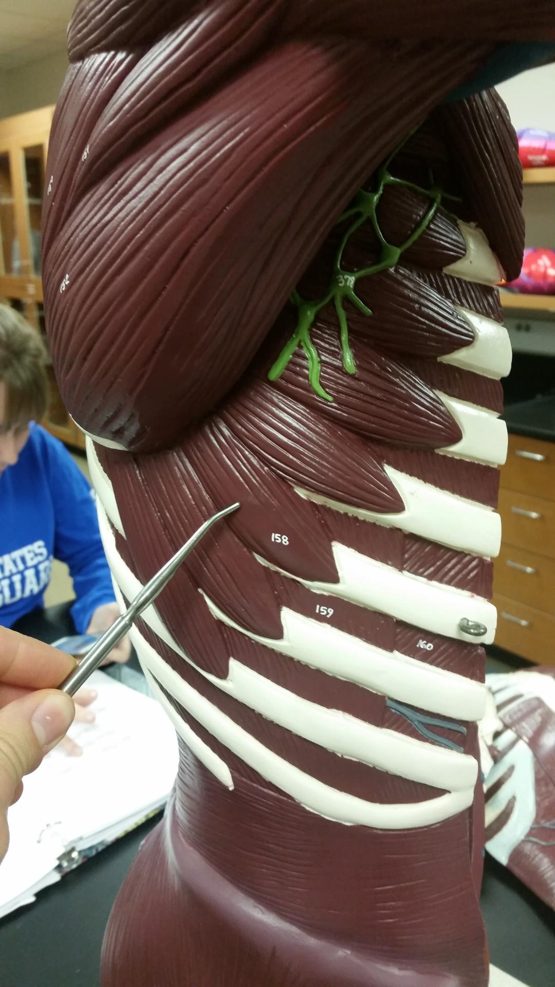 MUSCULAR SYSTEM Flashcards | Memorang