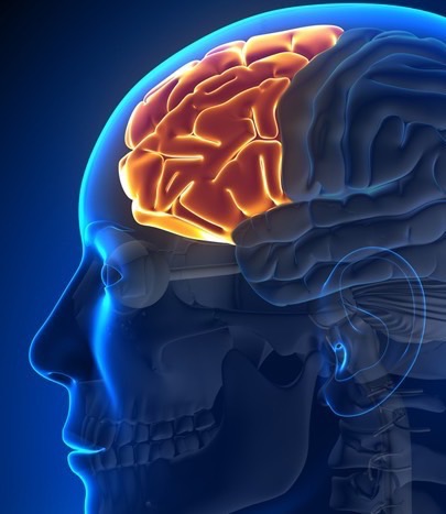 Brain Parts Flashcards | Memorang