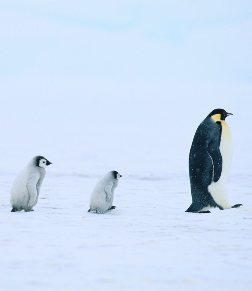 Mi propio auto Flashcards | Memorang