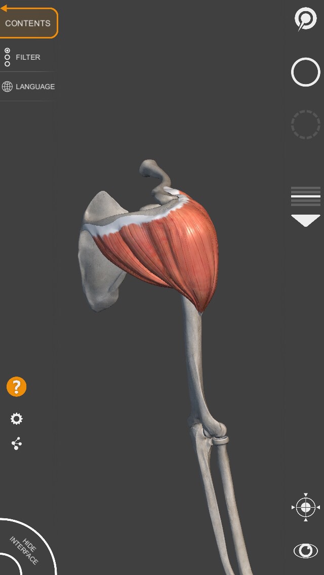 Arms Flashcards | Memorang