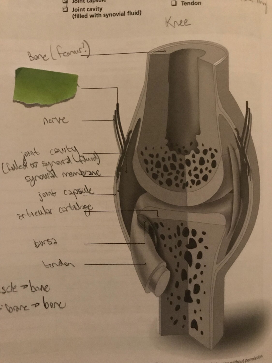 Synovial joint characteristics Flashcards | Memorang