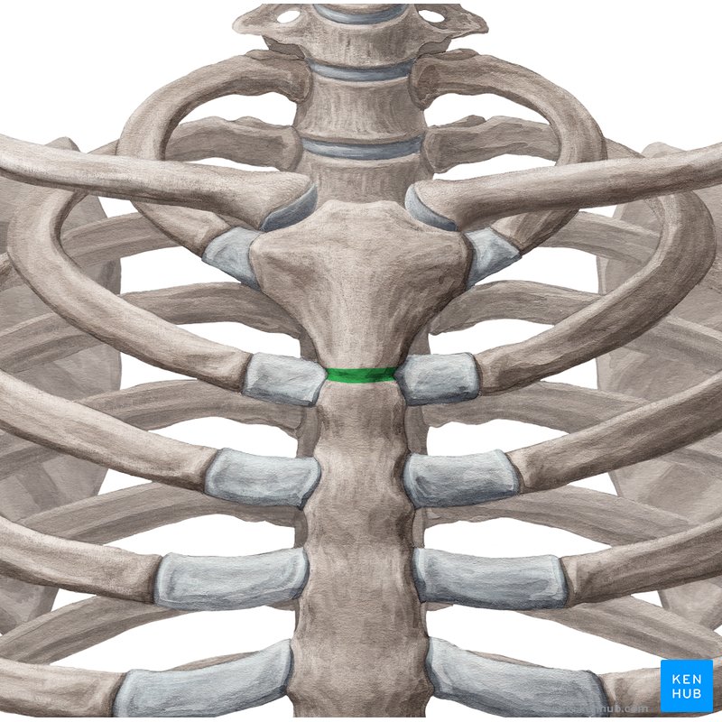 bones of ventral trunk Flashcards | Memorang