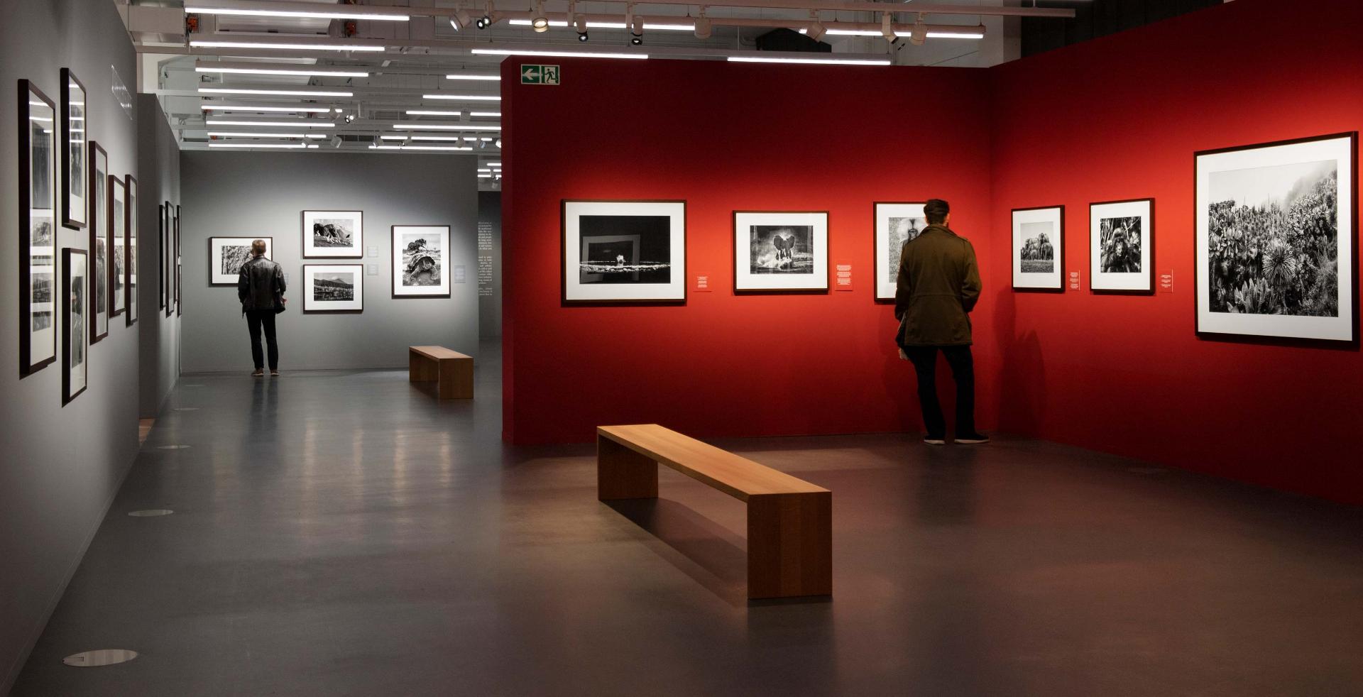 Platz Flashcards | Memorang