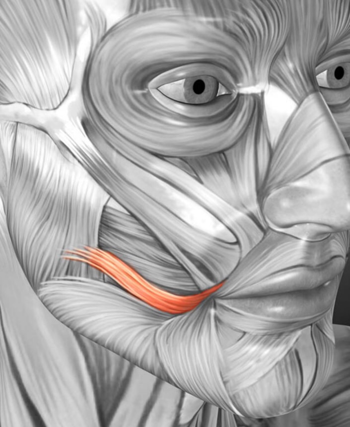 Ansiktets muskler Flashcards | Memorang