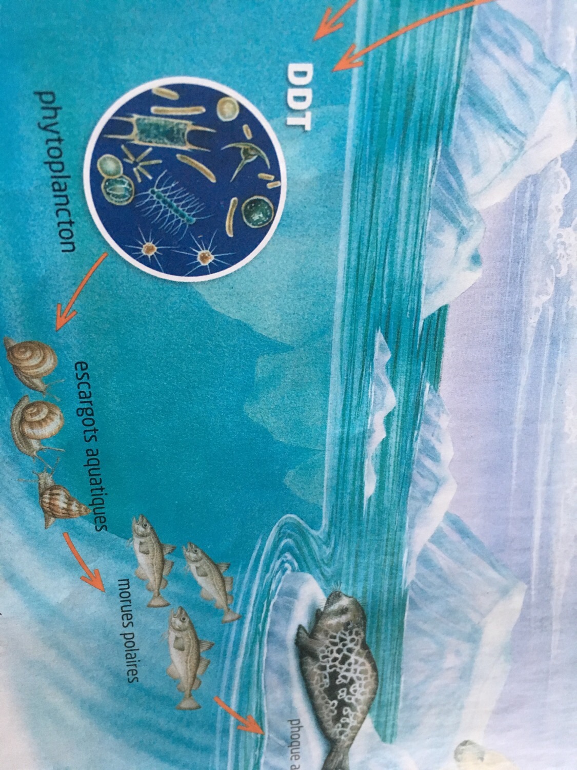 Science; chime Flashcards | Memorang