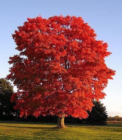 10 most common trees in North America. Flashcards | Memorang
