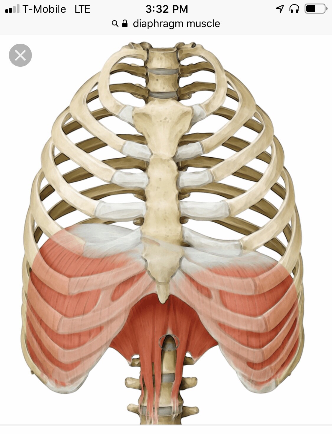 Trunk muscles Flashcards | Memorang