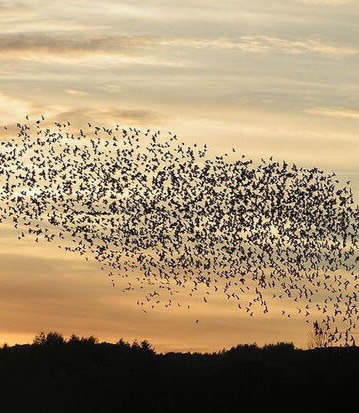 THE FOG HORN Flashcards | Memorang