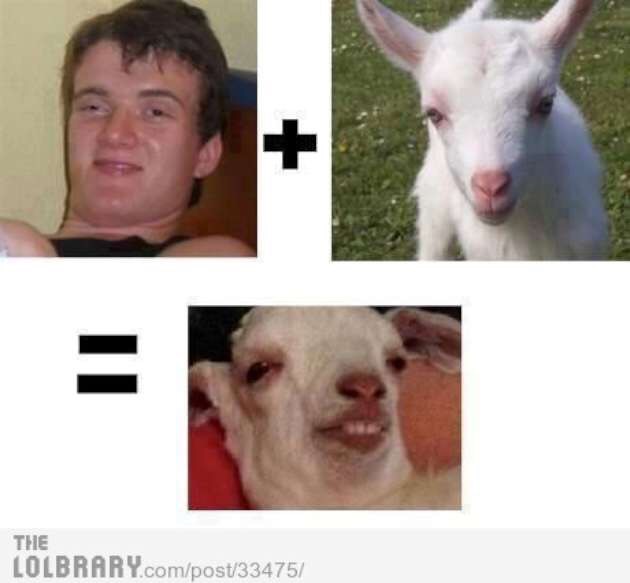 Know your goats Flashcards | Memorang