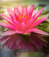 Flowers in Japanese Flashcards | Memorang