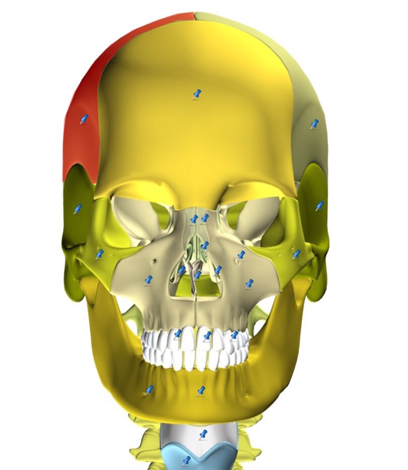 Bones Of The Skull Flashcards Memorang