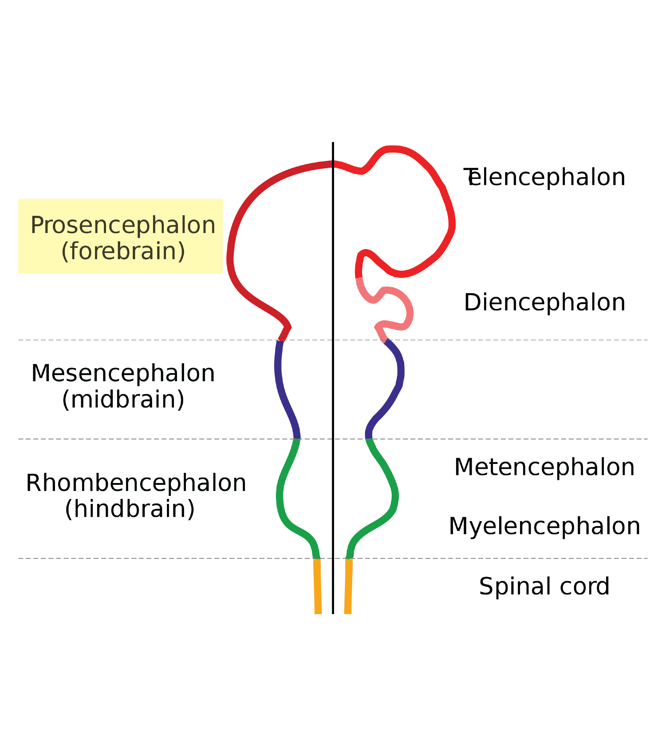 Forebrain, Midbrain, Hindbrain Flashcards | Memorang