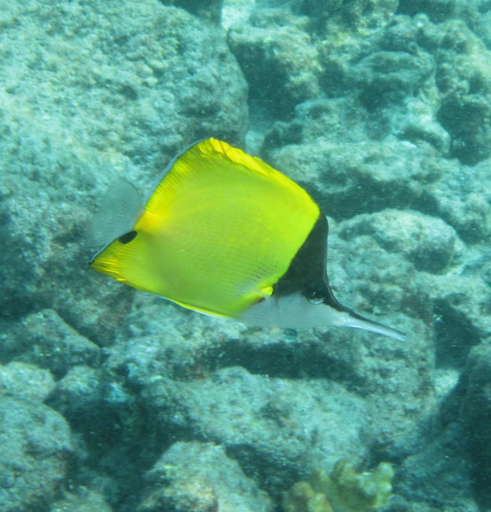 Hawaii Fish Flashcards | Memorang