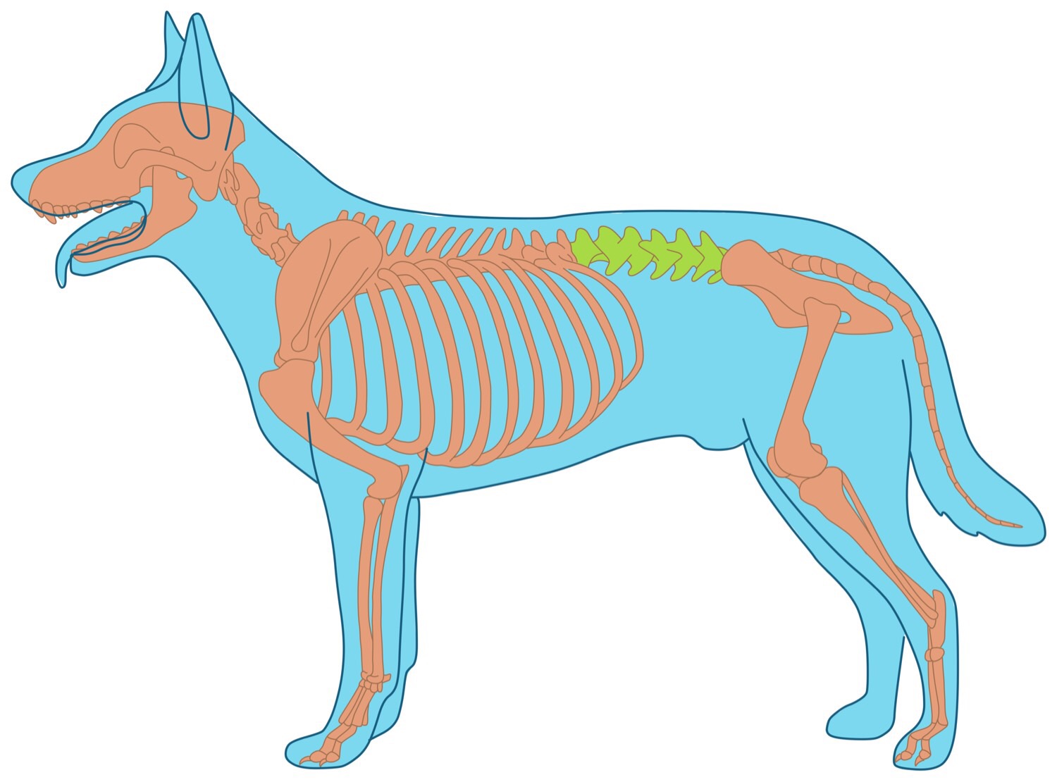 Anatomía Animal: osteología básica del perro Flashcards | Memorang