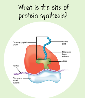 Protein synthesis Flashcards | Memorang