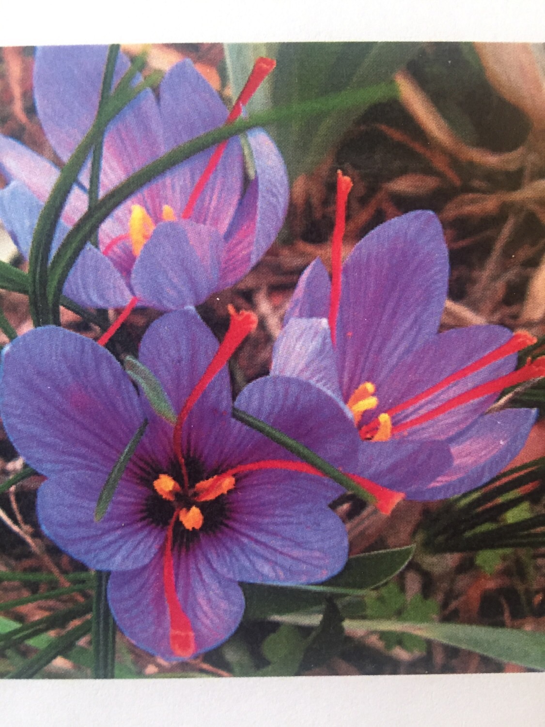 Specialized structures Flashcards | Memorang