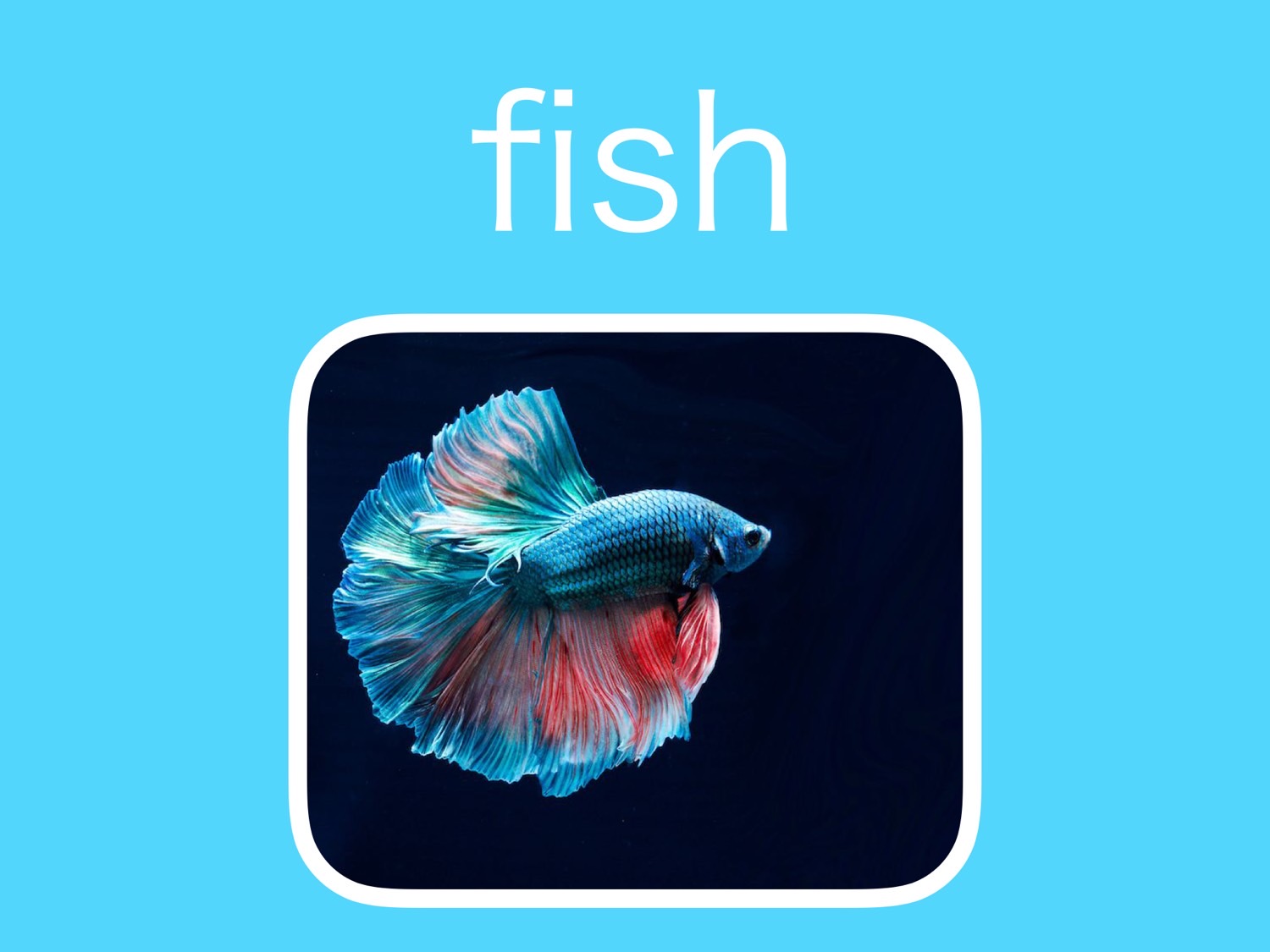 Japanese Sea Animals Flashcards | Memorang