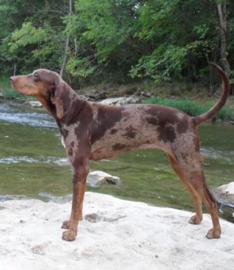 Foundation stock service dog breeds Flashcards | Memorang