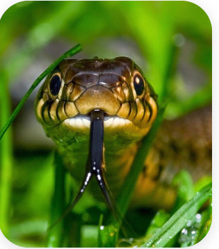 Slanger Flashcards | Memorang