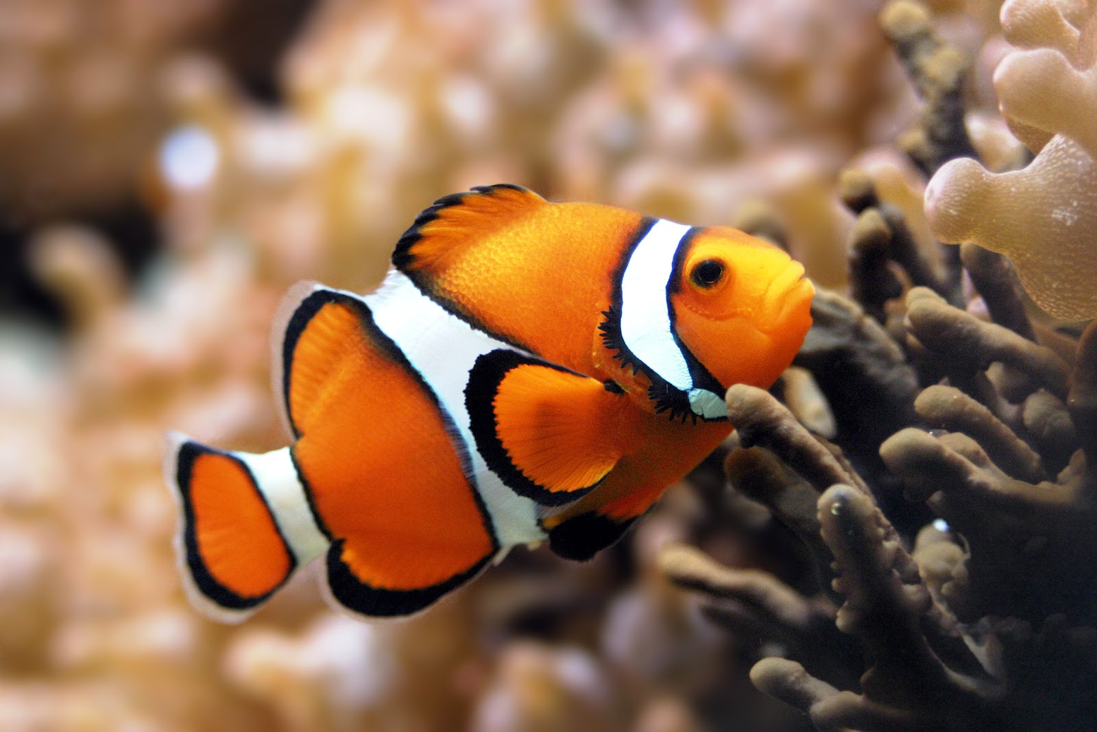 Animals In The Sea Flashcards Memorang