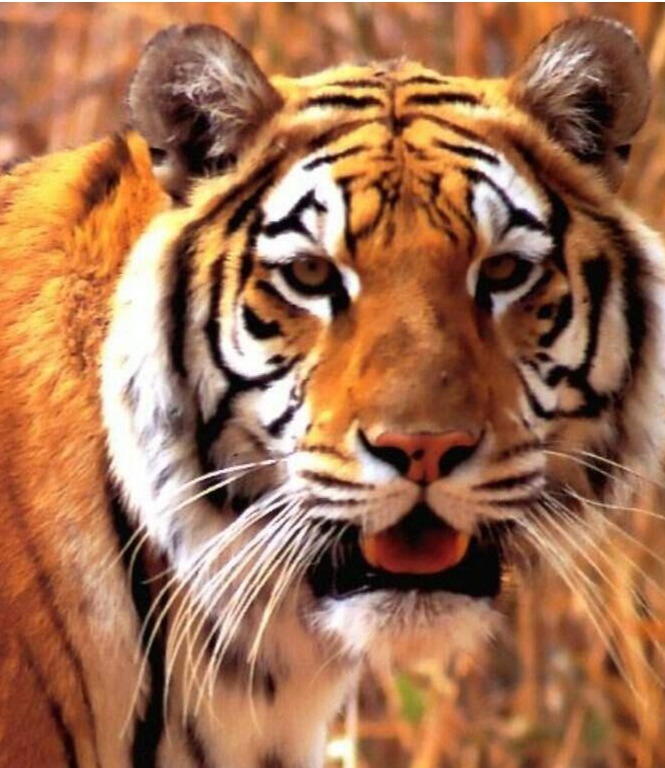 ¿Cual es el animal? Flashcards | Memorang